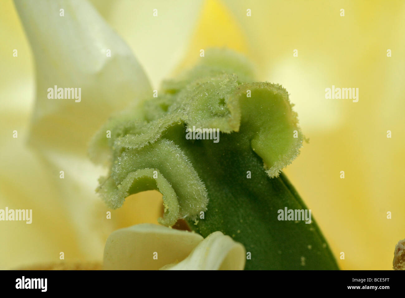 Tulip's pollen stem Stock Photo - Alamy