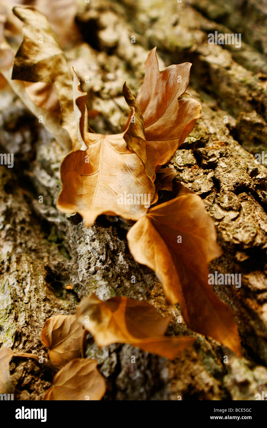 Up close dried out leaf with bark background Stock Photo - Alamy