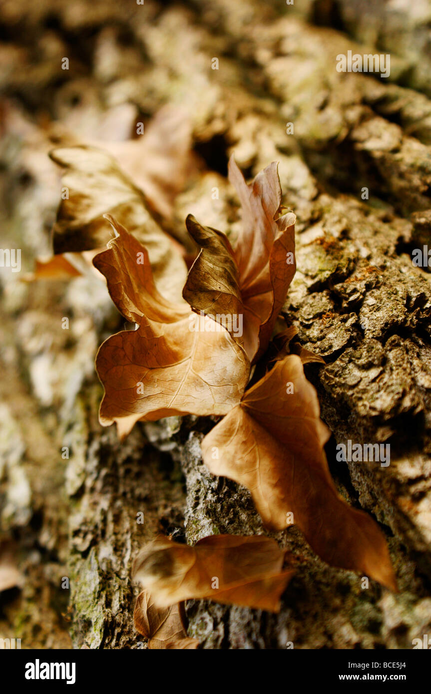 Up close dried out leaf with bark background Stock Photo - Alamy