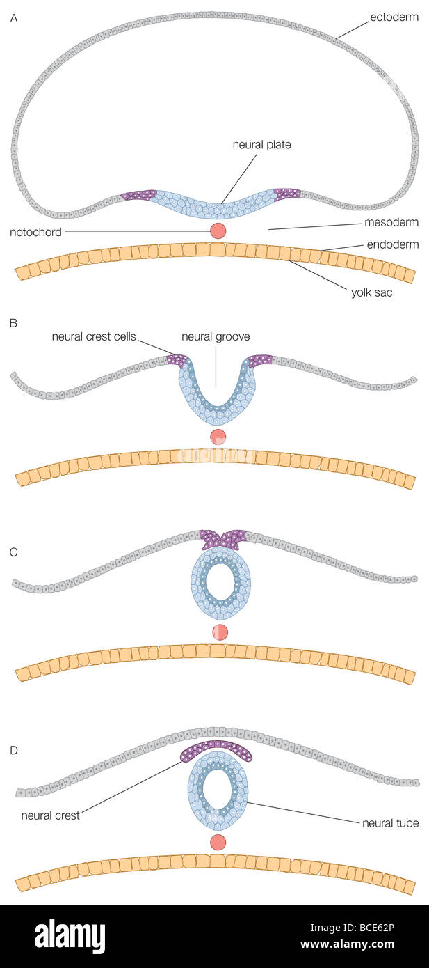 A cross section of the embryonic disk, showing formation of the neural ...