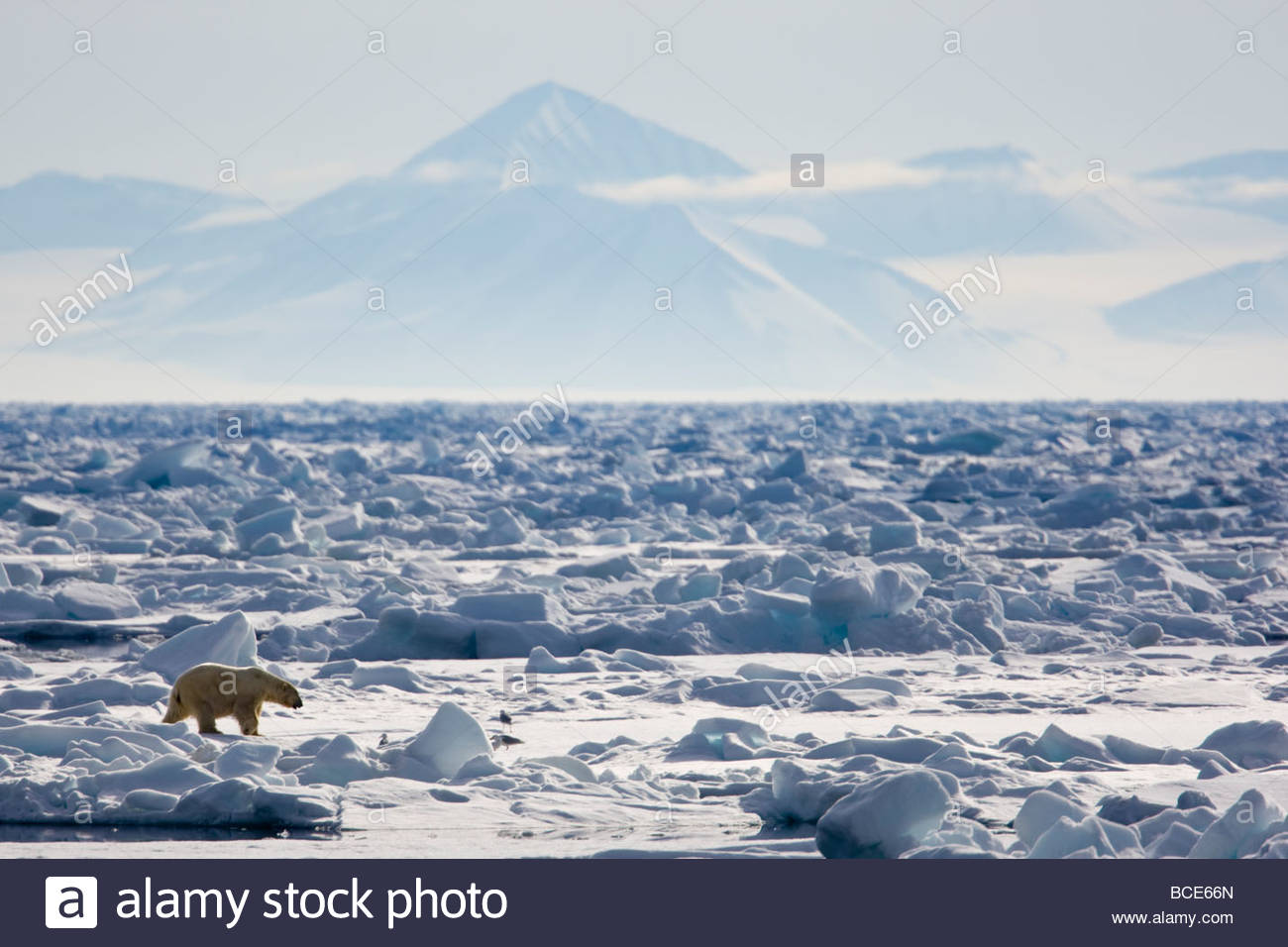 A polar bear walks along pack ice Stock Photo - Alamy
