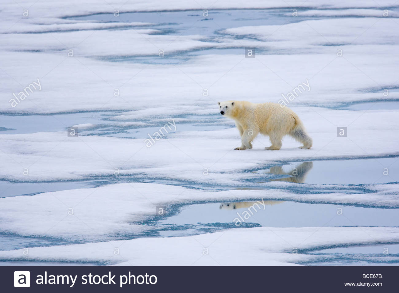 Stepping polar bear hi-res stock photography and images - Alamy