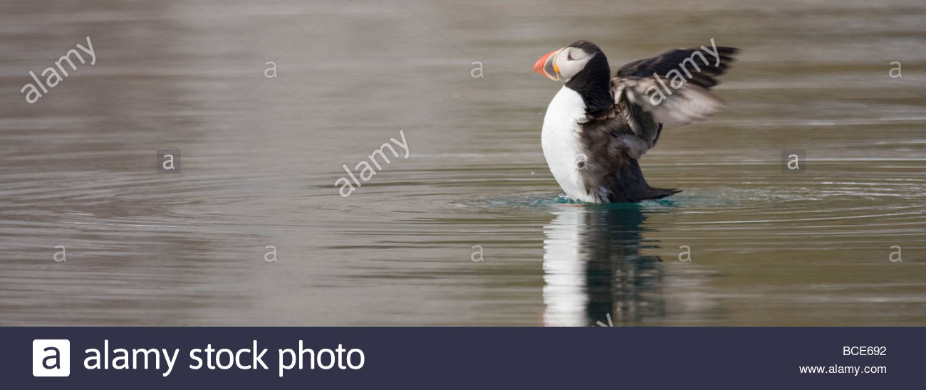 An Atlantic Puffin flaps its wings Stock Photo - Alamy