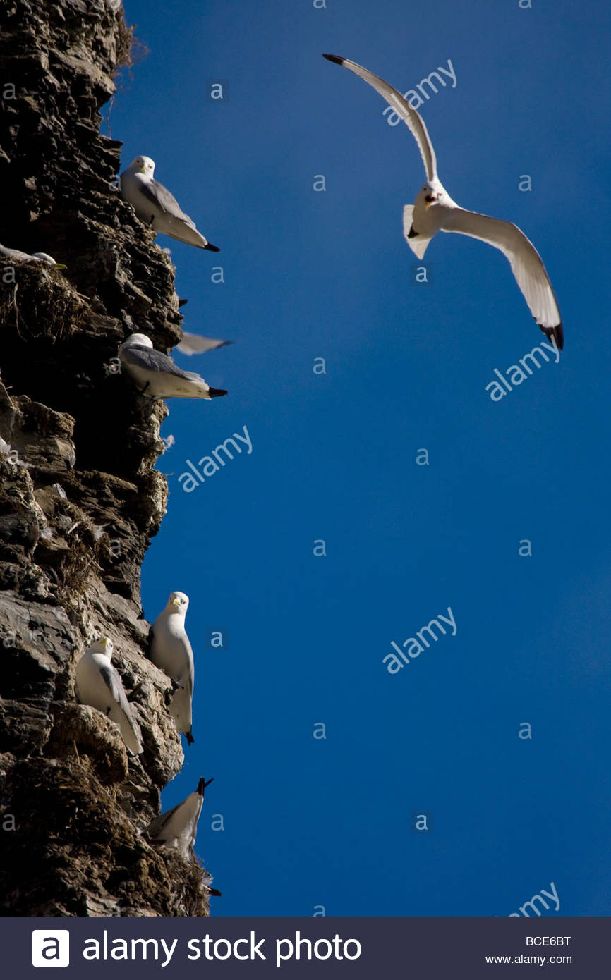 Kittiwakes perch on a cliff side Stock Photo - Alamy