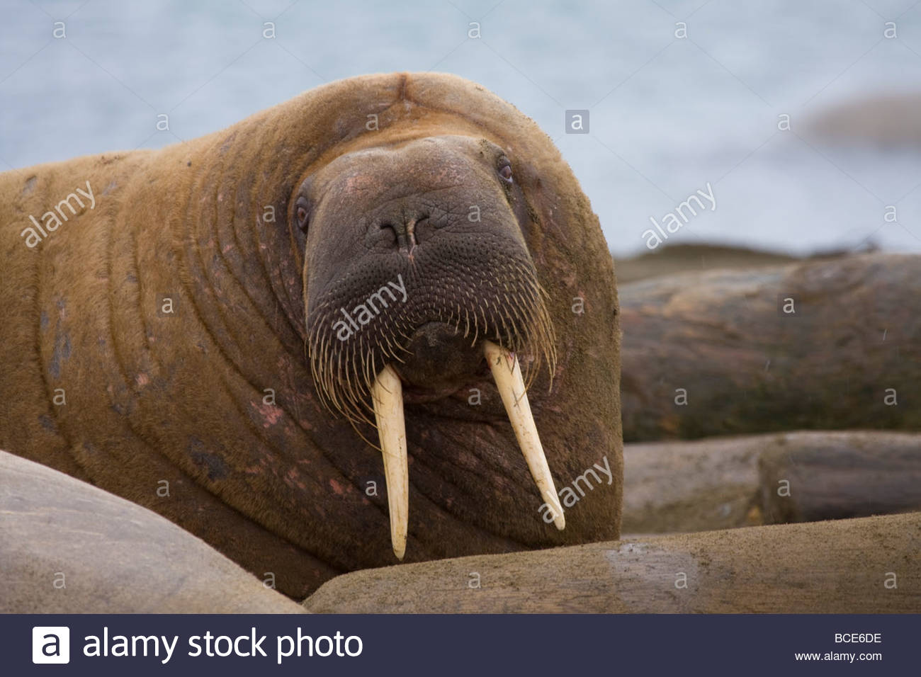 An Atlantic Walrus looks at the camera Stock Photo - Alamy
