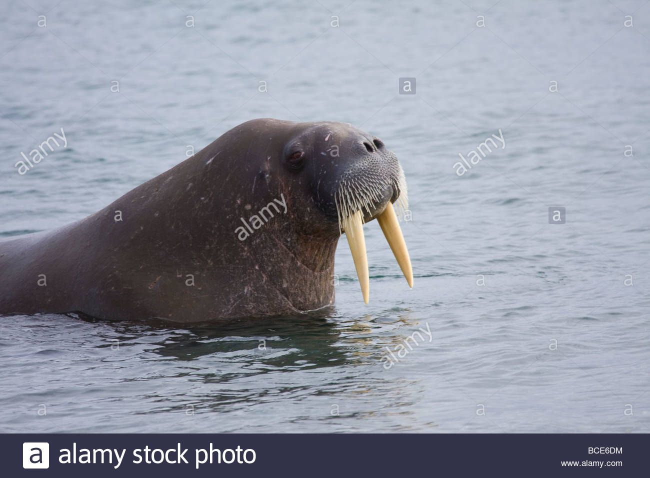 An Atlantic Walrus swims in shallow waters Stock Photo - Alamy