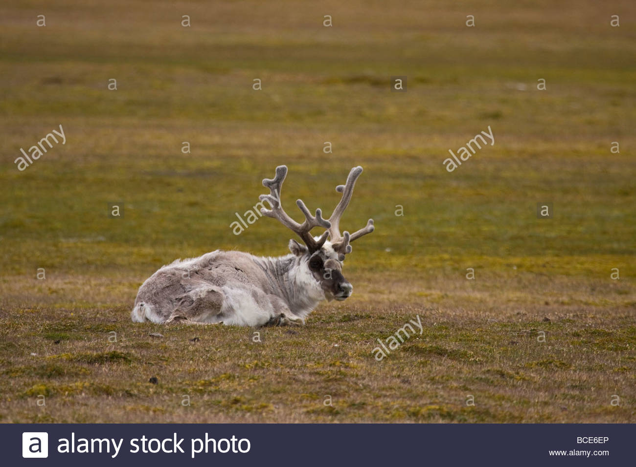 A Svalbard reindeer with velvet antlers rests in a field Stock Photo ...