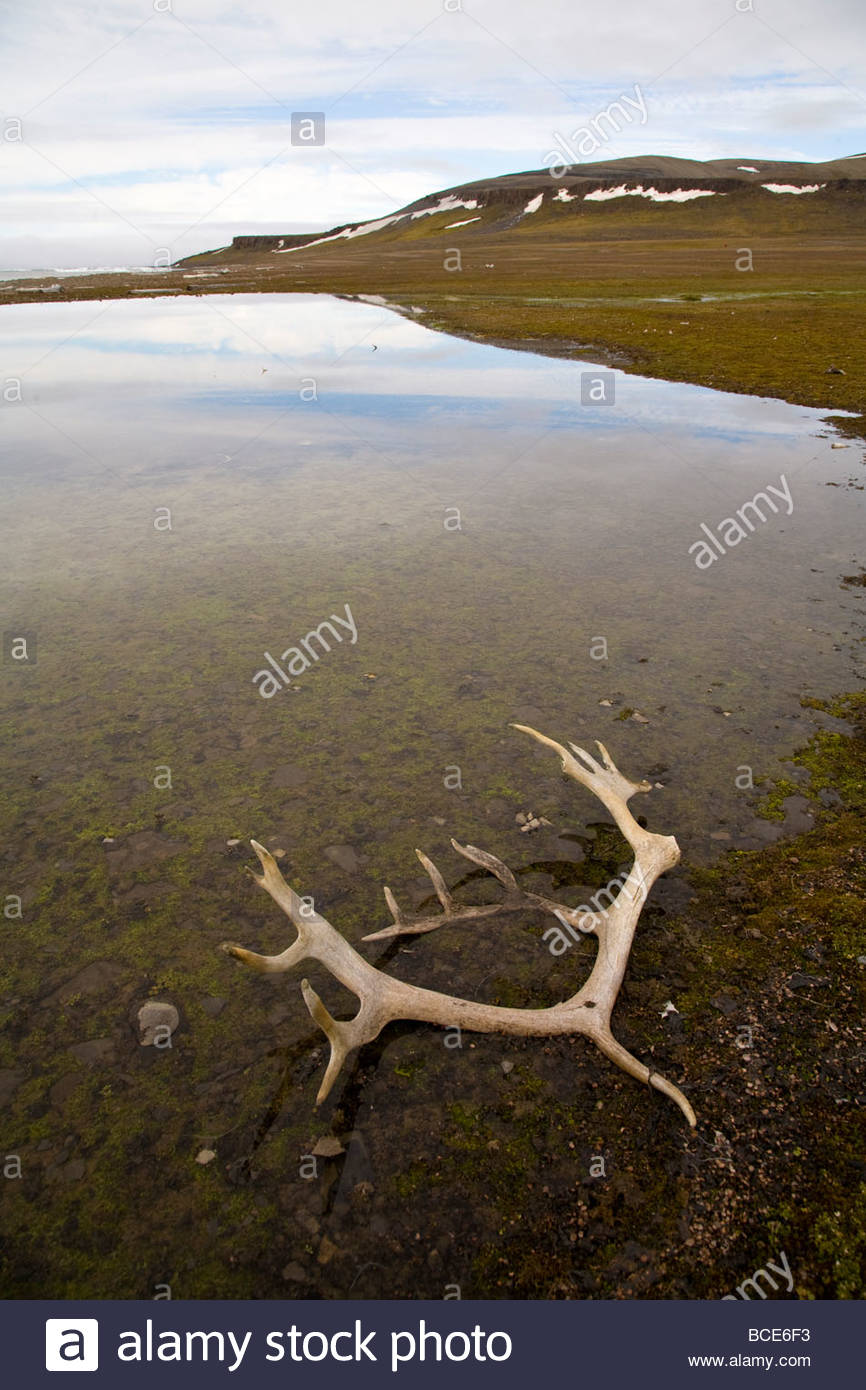 Svalbard Reindeer antlers rest in a tundra pond Stock Photo - Alamy
