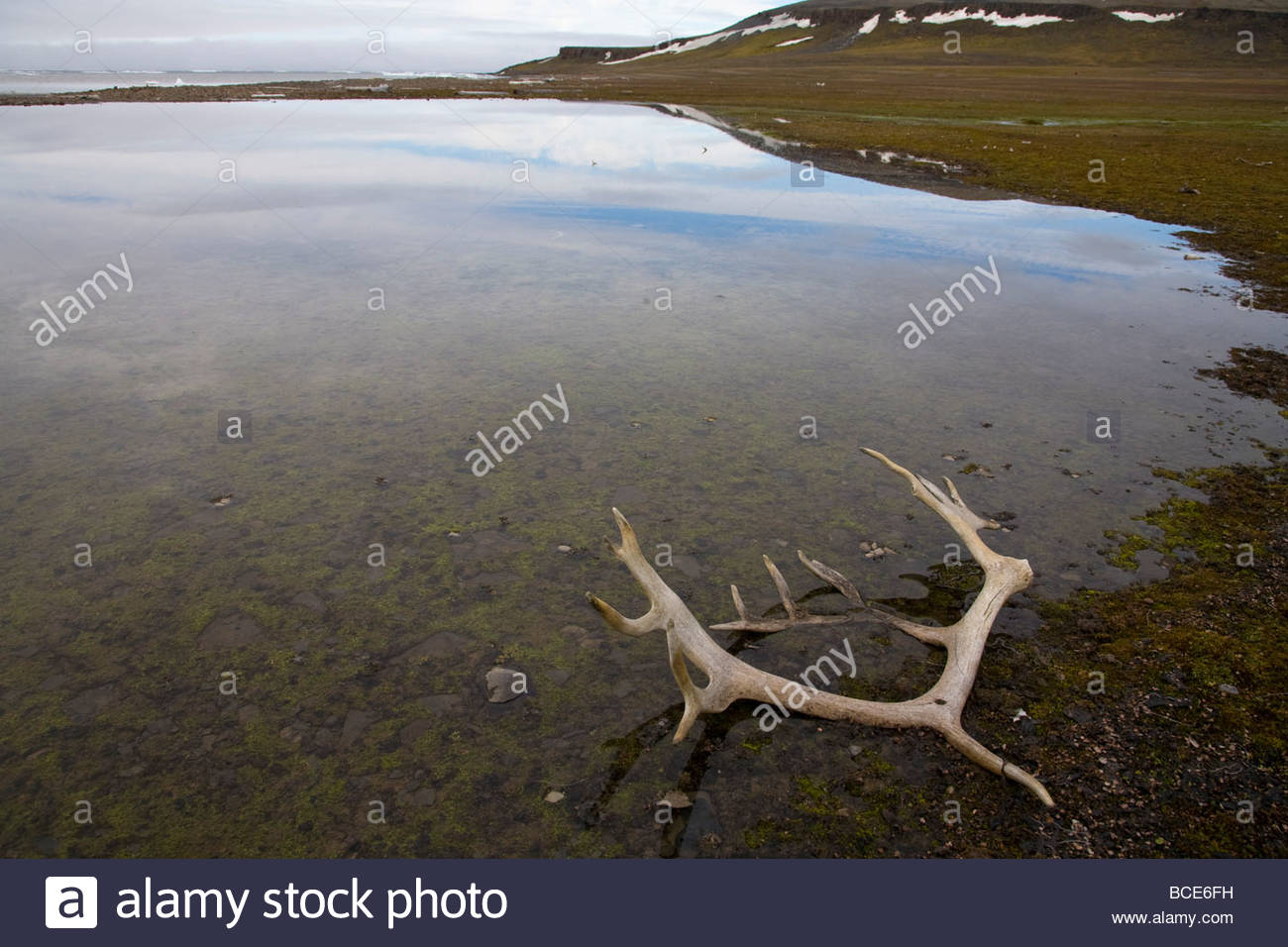Svalbard Reindeer antlers rest in a tundra pond Stock Photo - Alamy