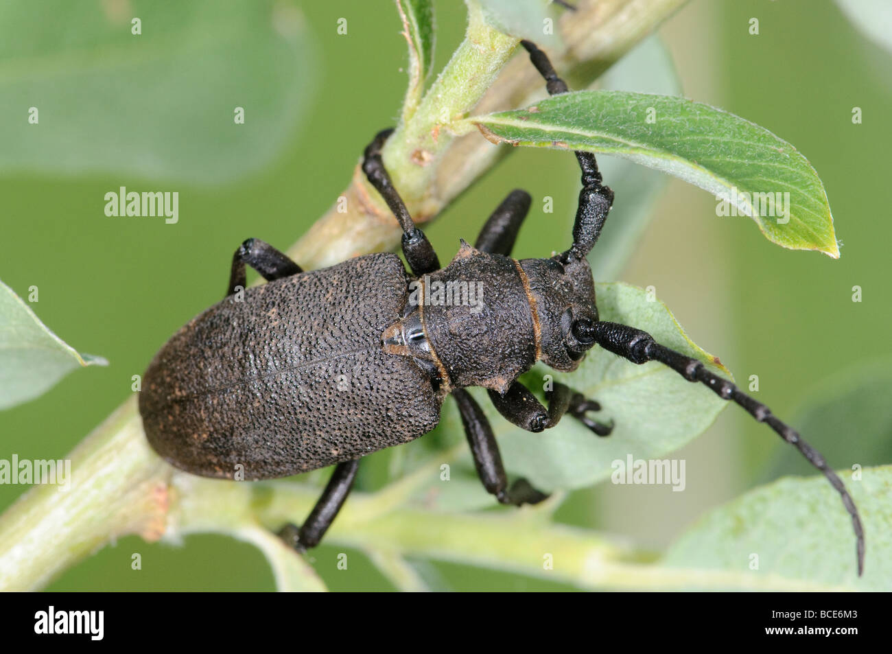 Longhorned Beetle Lamia textor Stock Photo - Alamy