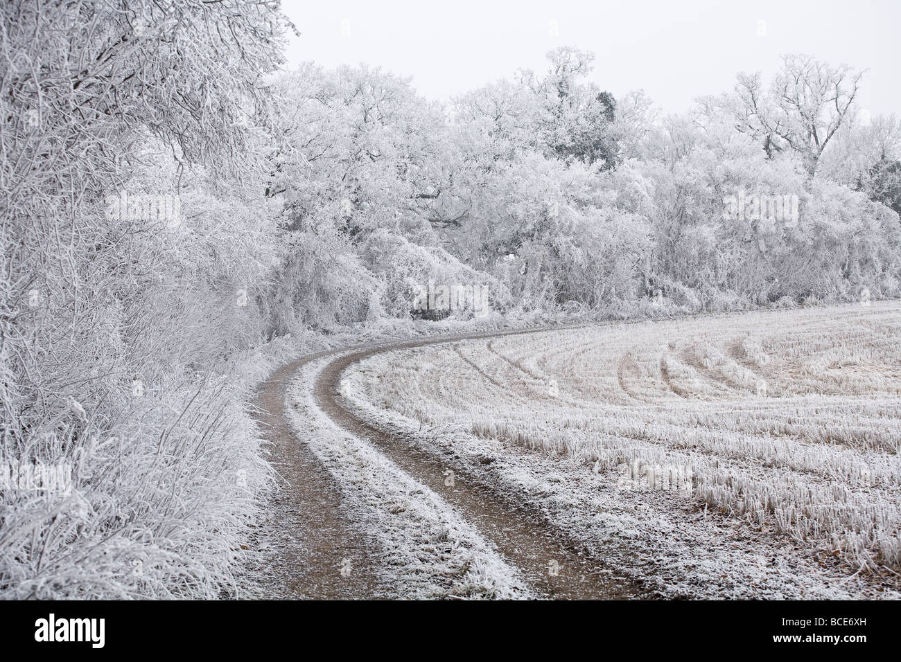 Hoar Frost in Hampshire countryside UK Stock Photo - Alamy