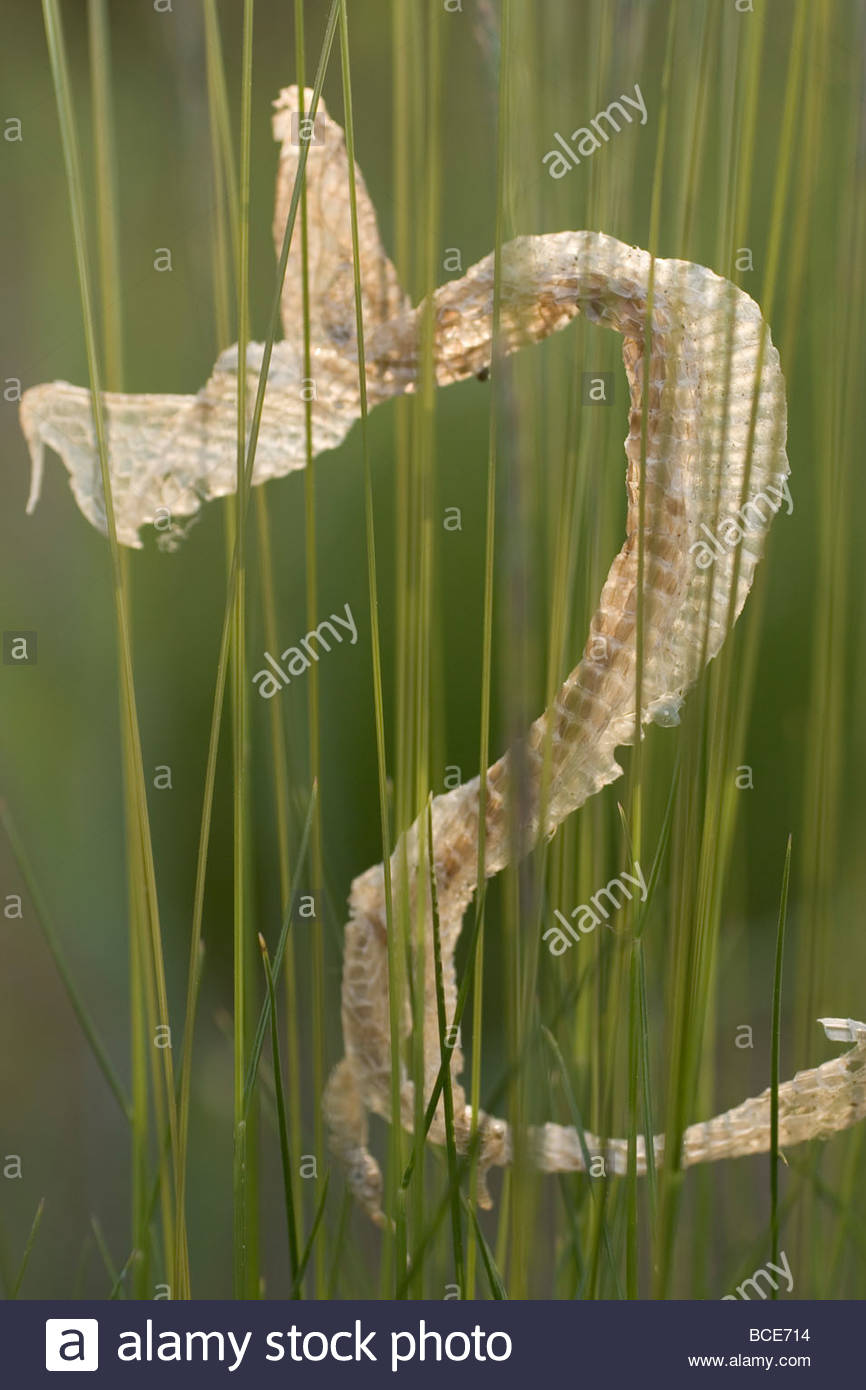 Shed Skin Stock Photos & Shed Skin Stock Images - Alamy