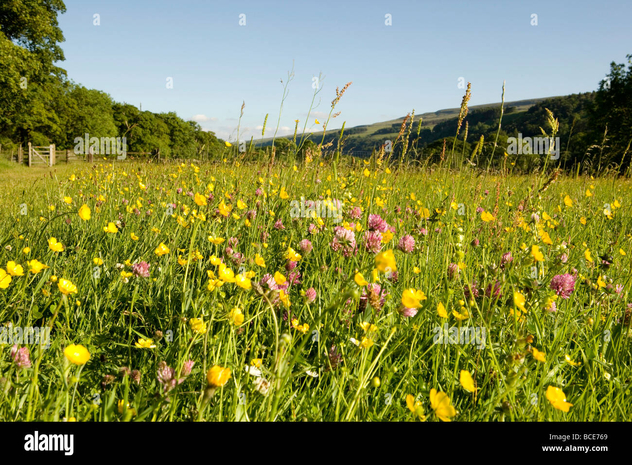 Hay meadow yorkshire hi-res stock photography and images - Alamy