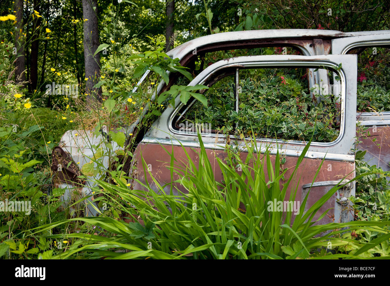 abandoned car with bushes growing through: the triumph of nature Stock ...