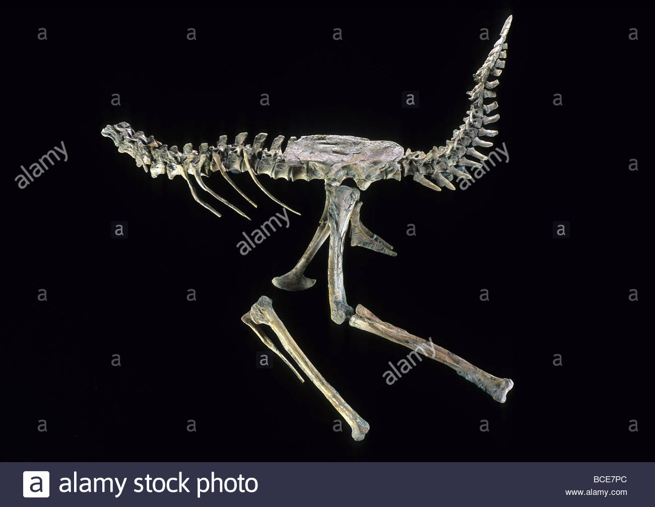 Oviraptor Stock Photos & Oviraptor Stock Images - Alamy
