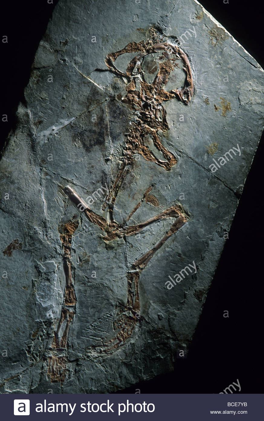 Liaoning Fossil Stock Photos & Liaoning Fossil Stock Images - Alamy