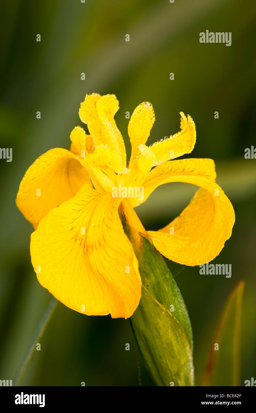 Yellow flag flowers at Holywell Bay Cornwall UK Stock Photo - Alamy