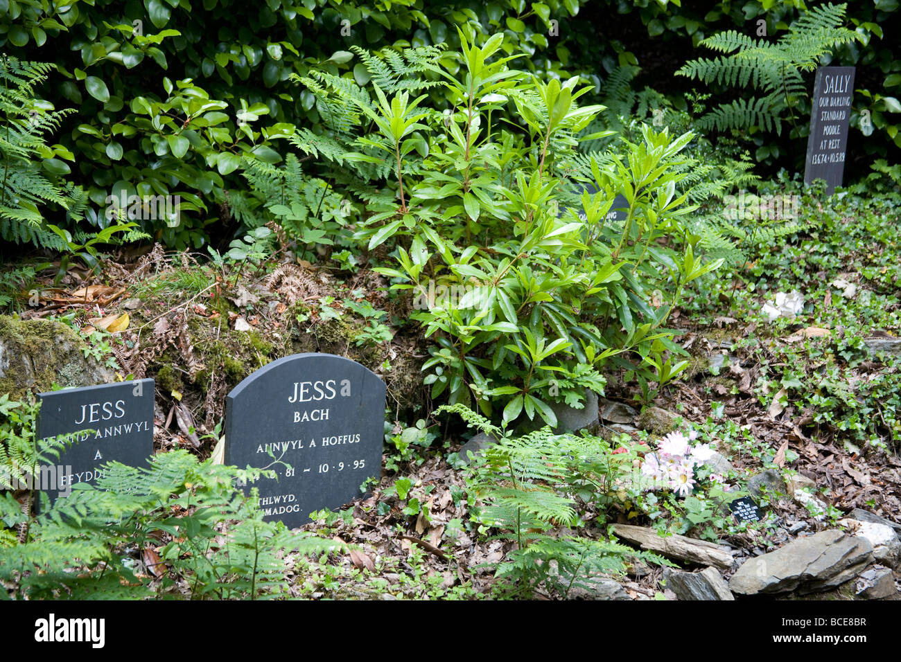 Dog cemetery hi-res stock photography and images - Alamy