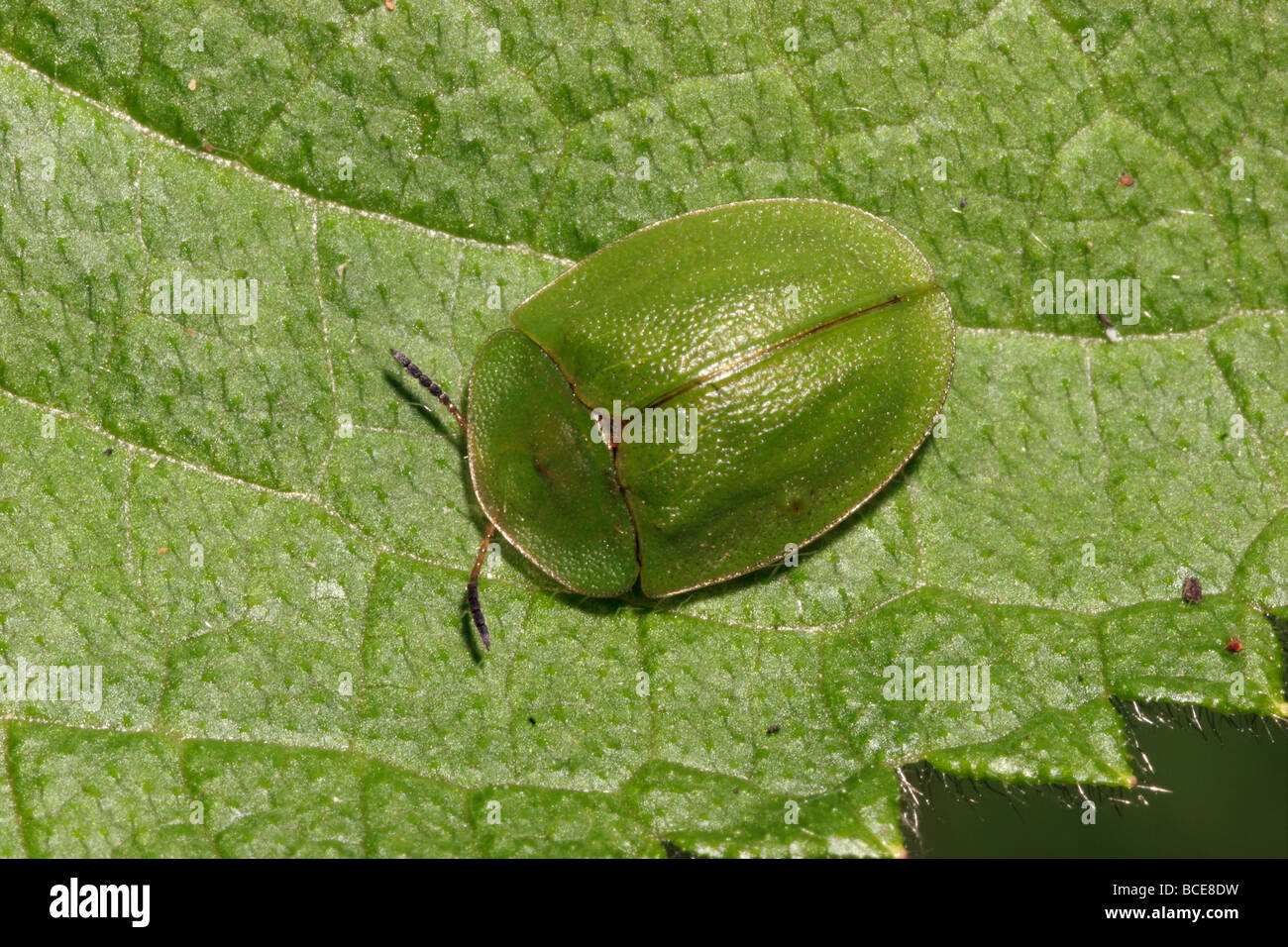 Green tortoise beetles hi-res stock photography and images - Alamy