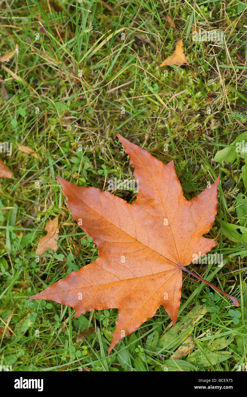 One maple leaf on green background Stock Photo - Alamy