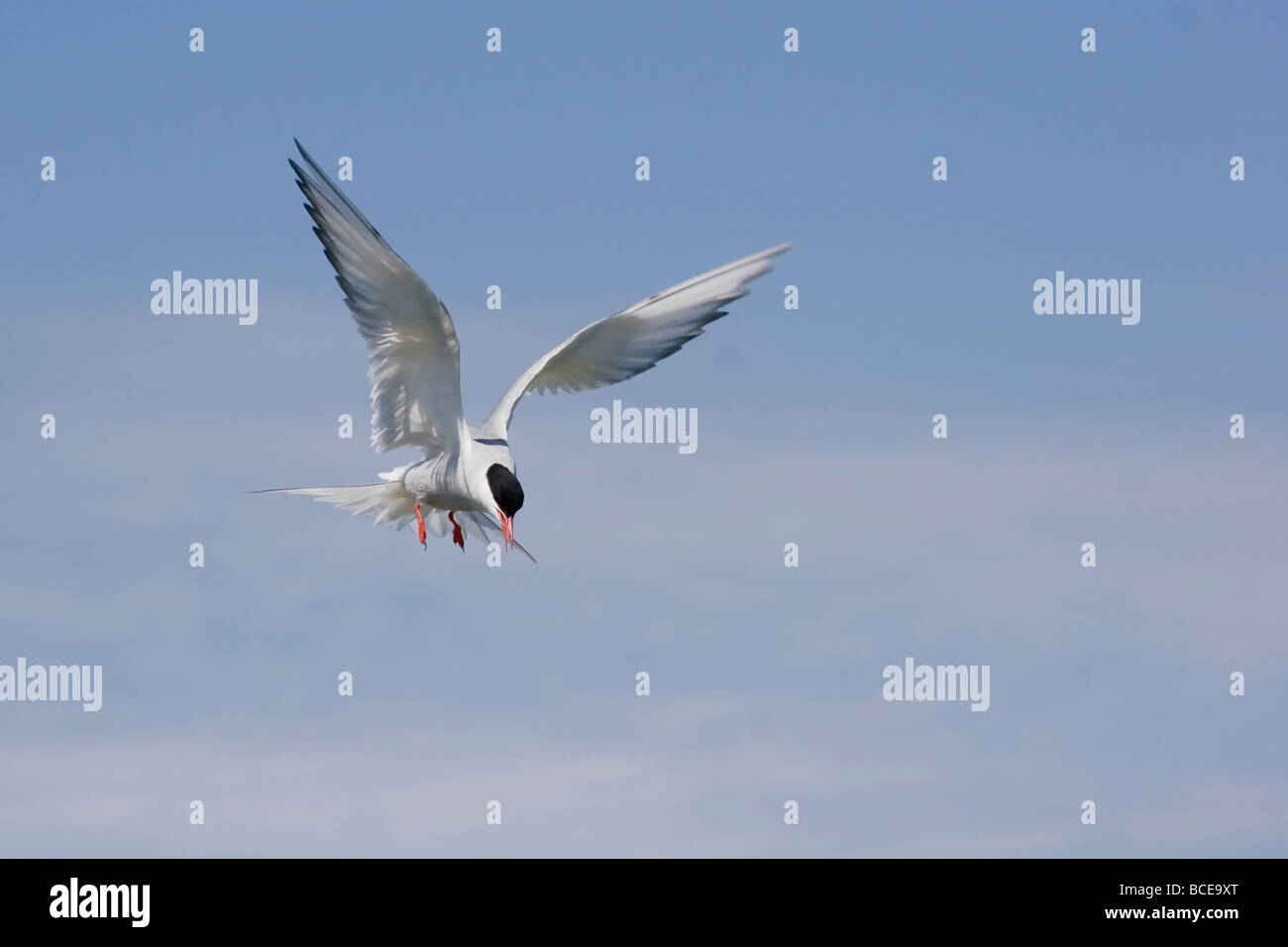 Arctic Tern Sterna paradisaea Sternidae Stock Photo - Alamy