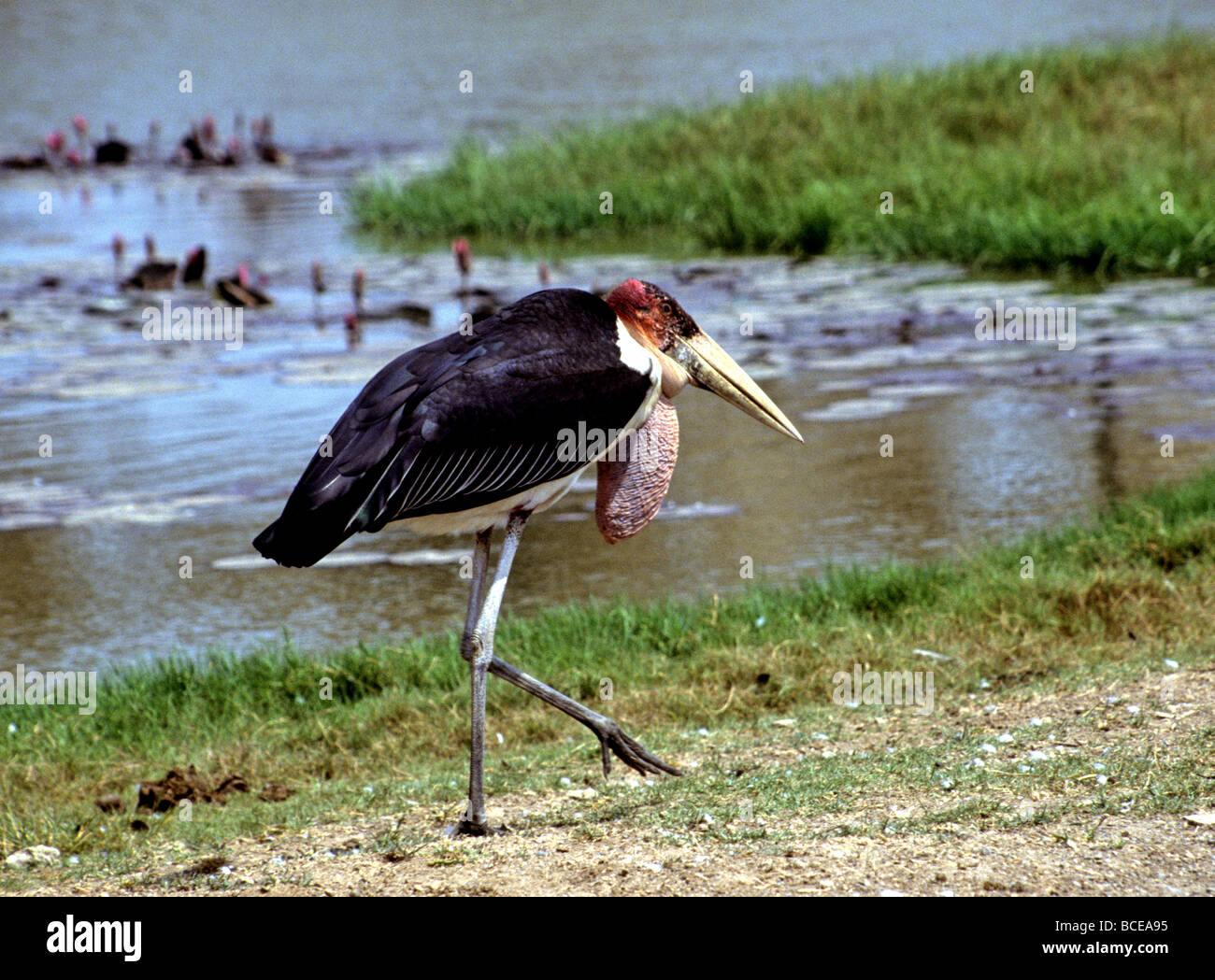 2278 Adjutant Stork Min Buri Safari Park Central Thailand Stock Photo ...