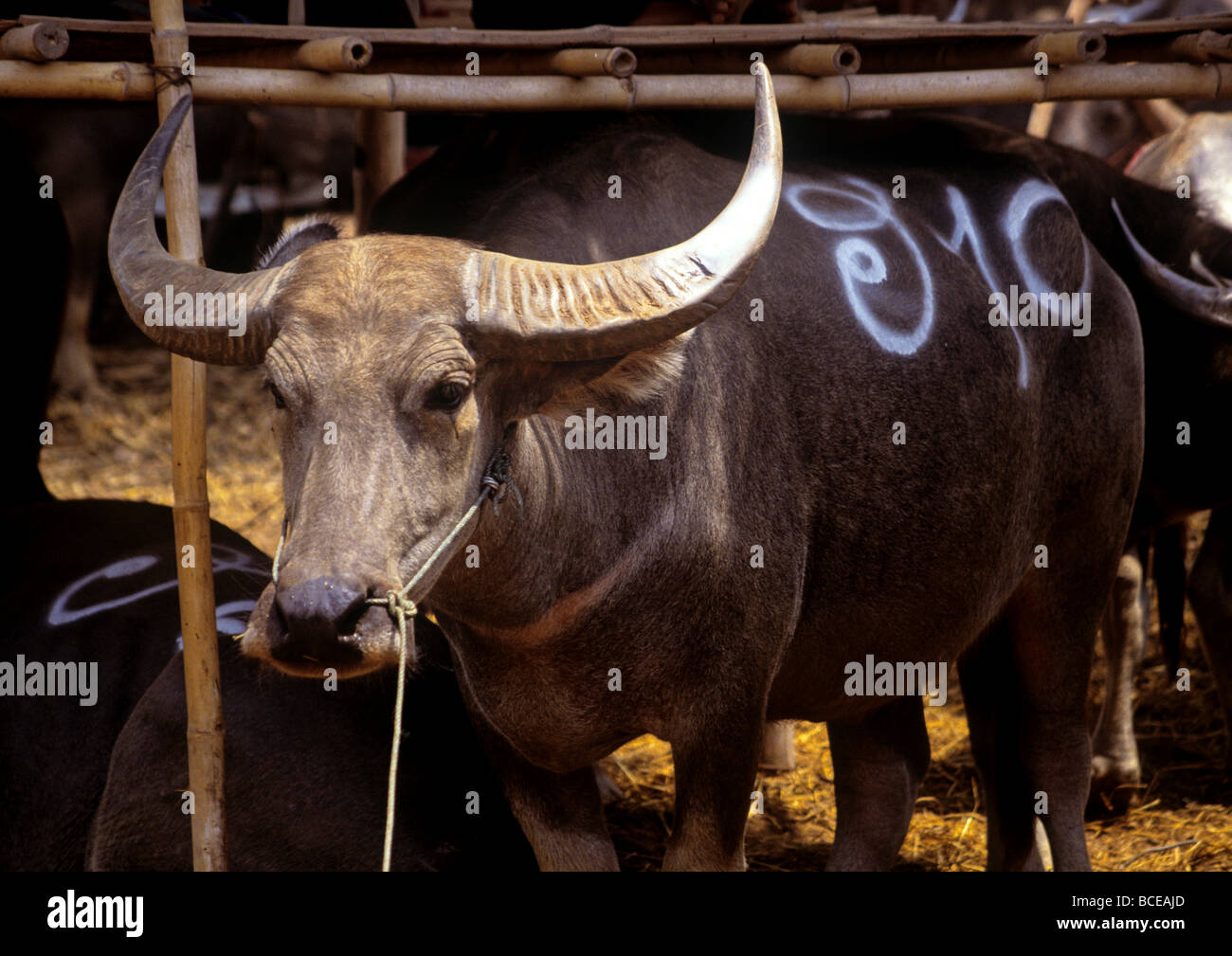 2375 Isaan People Water buffalo market North East Thailand Stock Photo ...