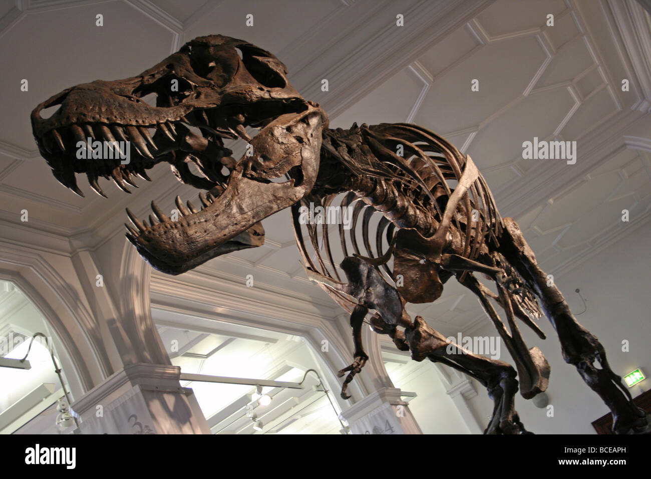 Stan The T-Rex Hell Creek Formation South Dakota, USA Stock Photo - Alamy