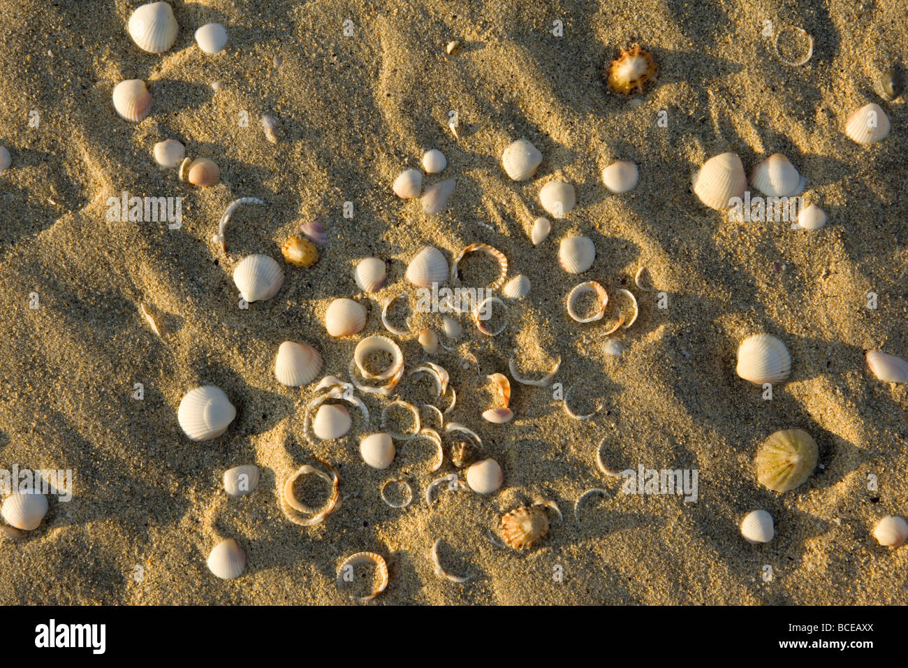 Shells and sand patterns: evening at Luskentyre, Harris, Scotland Stock ...