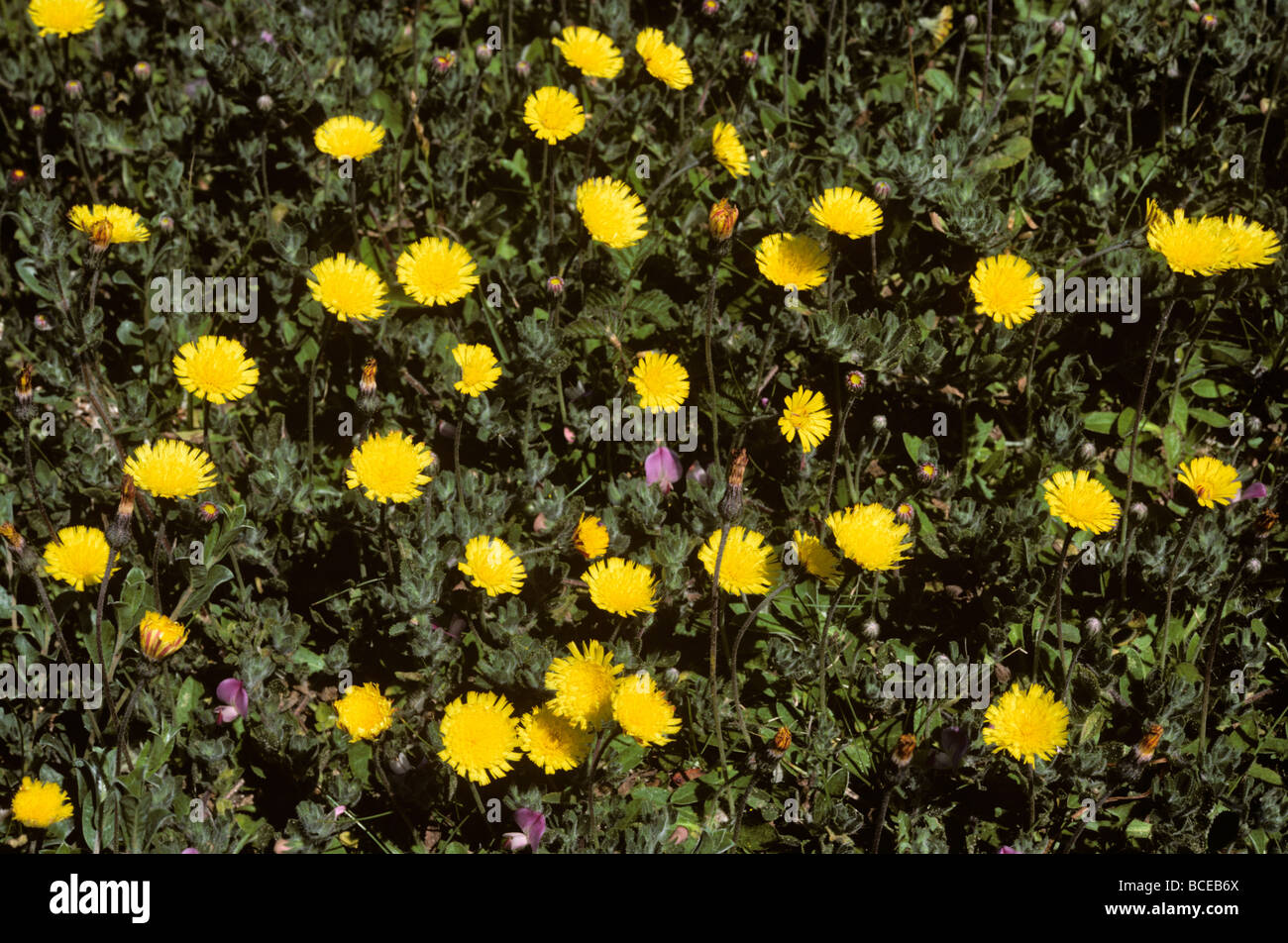 Mouse ear hawkweed Pilosella officinarum Asteraceae UK Stock Photo - Alamy