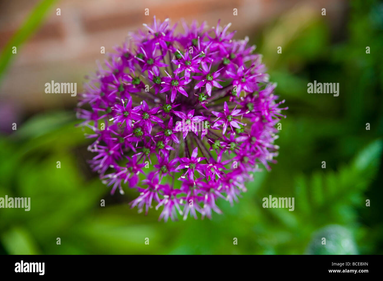 Ball shaped flower hi-res stock photography and images - Alamy
