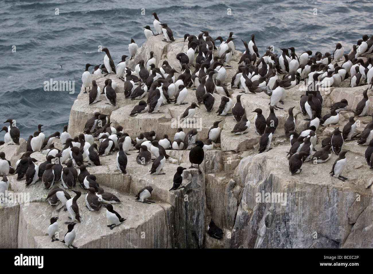 Alcidae hi-res stock photography and images - Alamy