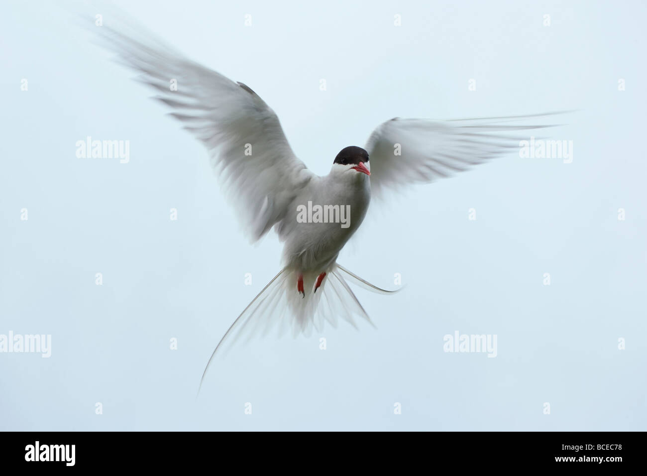 Arctic Tern Sterna paradisaea Sternidae Stock Photo - Alamy