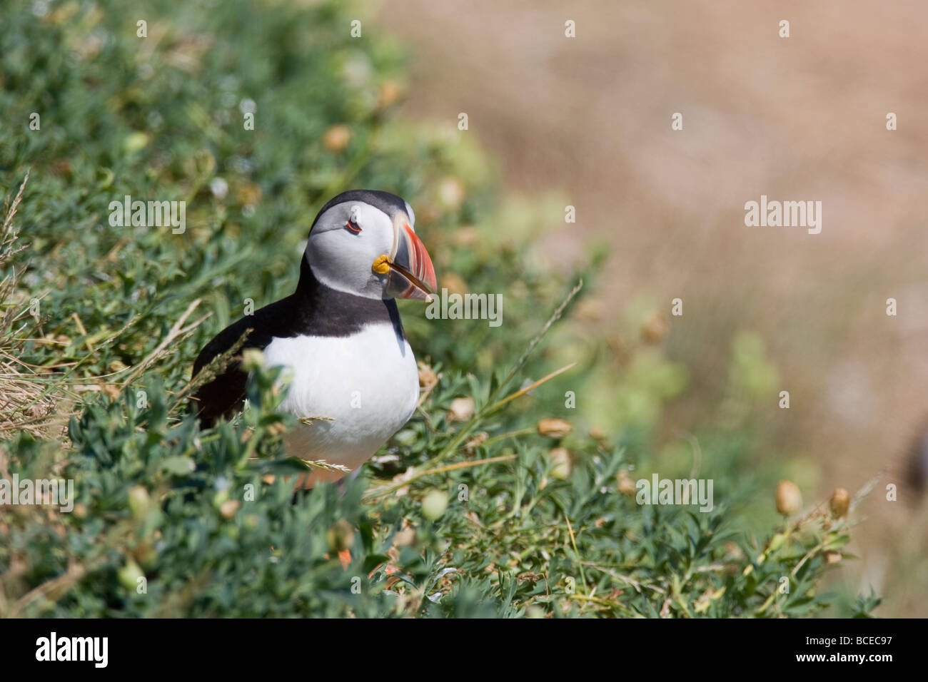 Puffin. Puffins Fratercula artica (Alcidae Stock Photo - Alamy