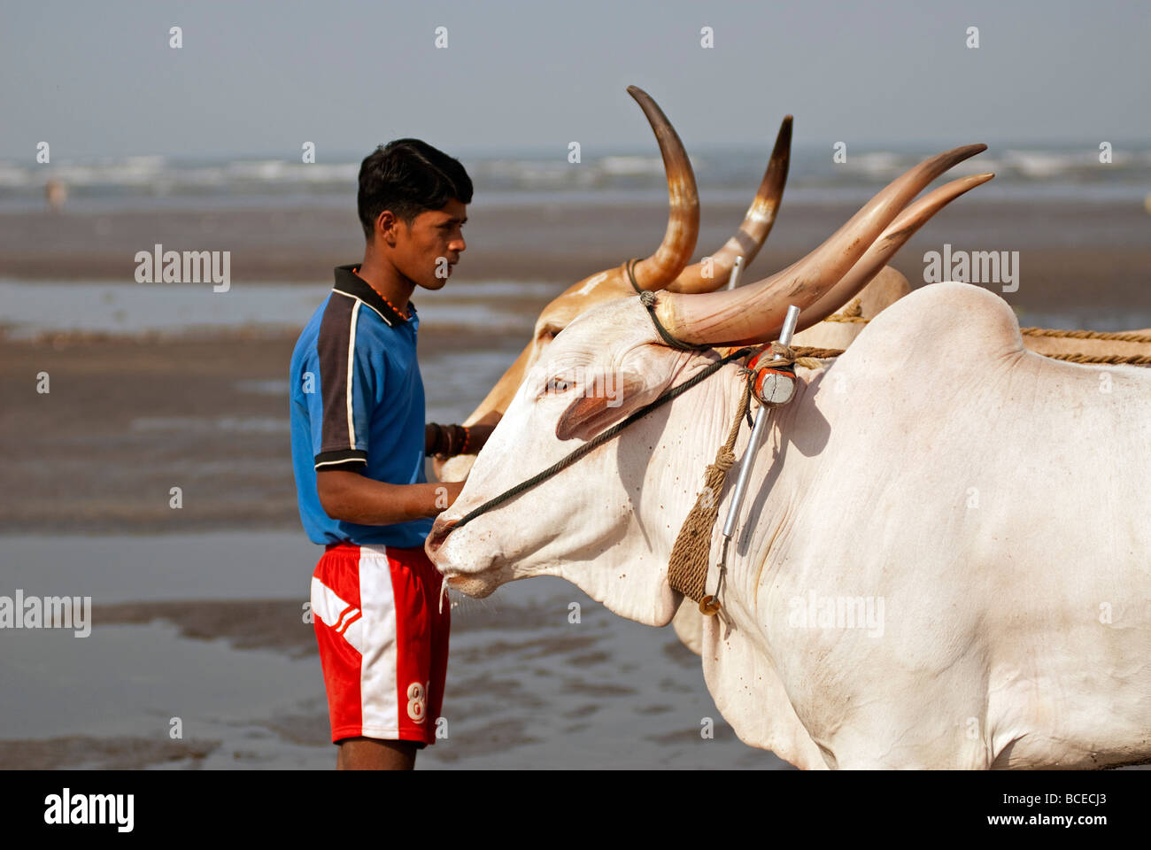 India, Maharashtra. Handler and racing oxen training on the beach Stock ...