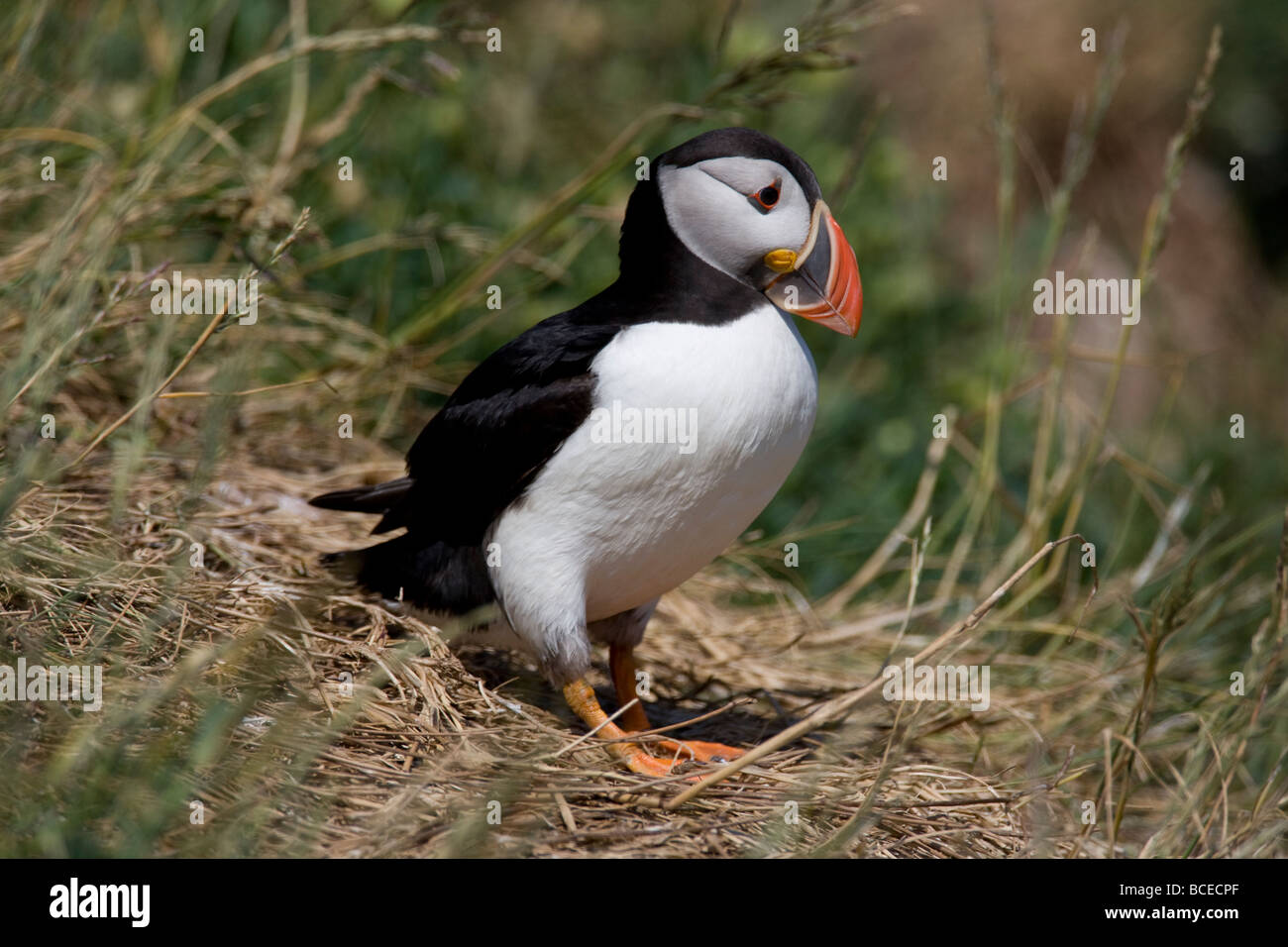 Puffin. Puffins Fratercula artica (Alcidae Stock Photo - Alamy