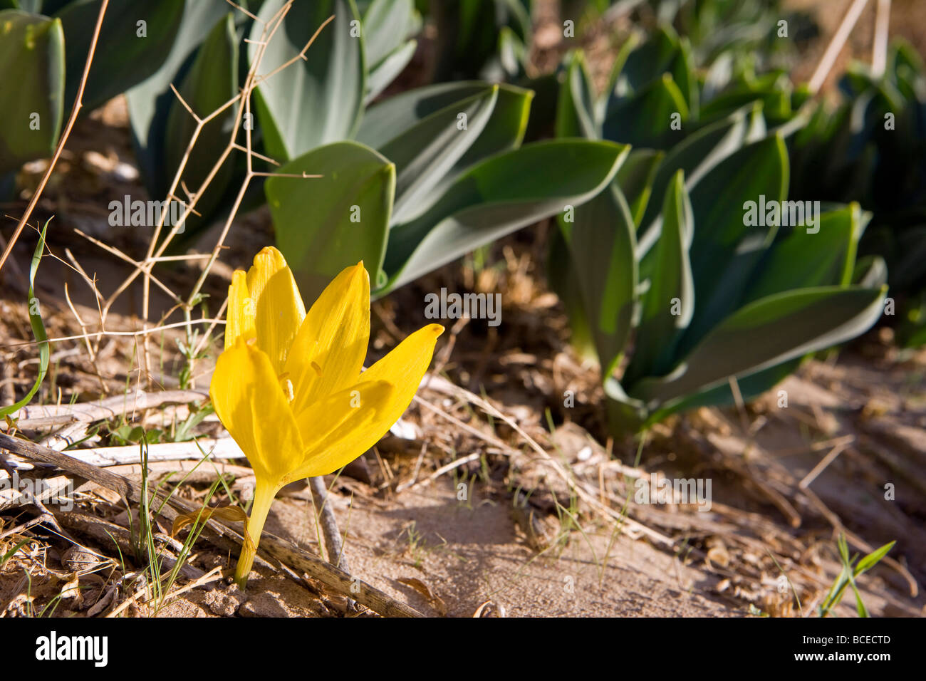 Jordan petra bloom flower hi-res stock photography and images - Alamy