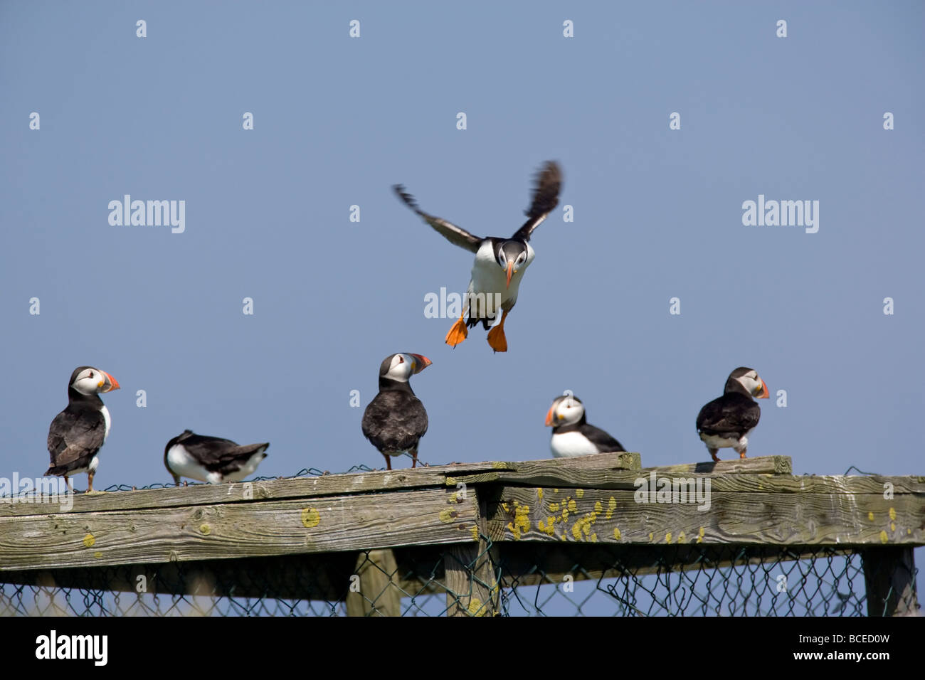 Puffins Fratercula artica (Alcidae Stock Photo - Alamy