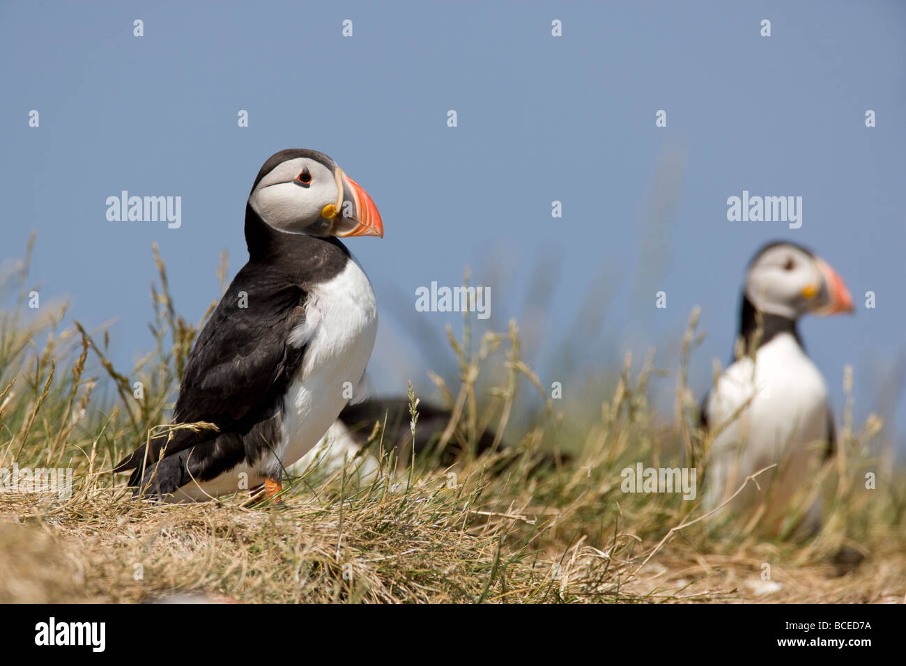 Puffin. Puffins Fratercula artica (Alcidae Stock Photo - Alamy