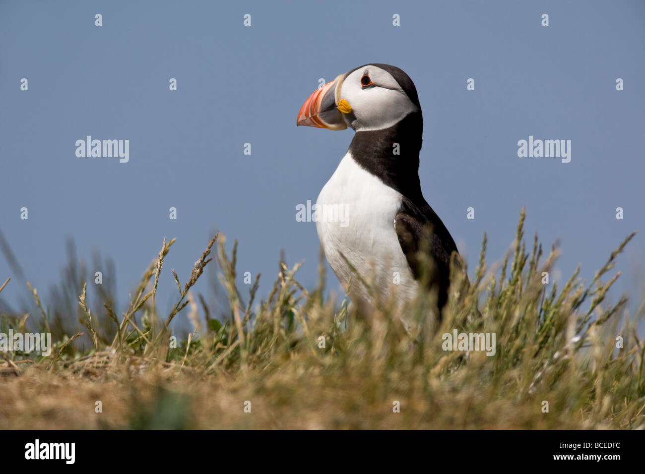 Puffin. Puffins Fratercula artica (Alcidae Stock Photo - Alamy