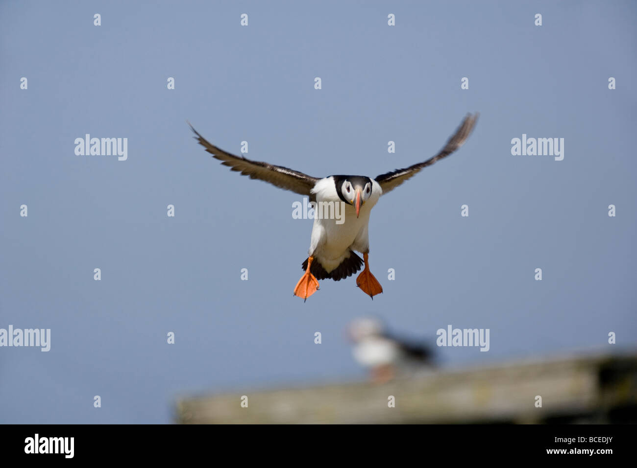 Puffins Fratercula artica (Alcidae Stock Photo - Alamy
