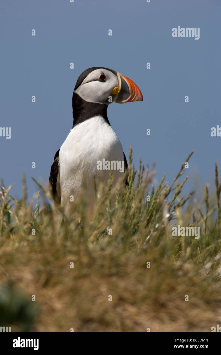 Puffin. Puffins Fratercula artica (Alcidae Stock Photo - Alamy