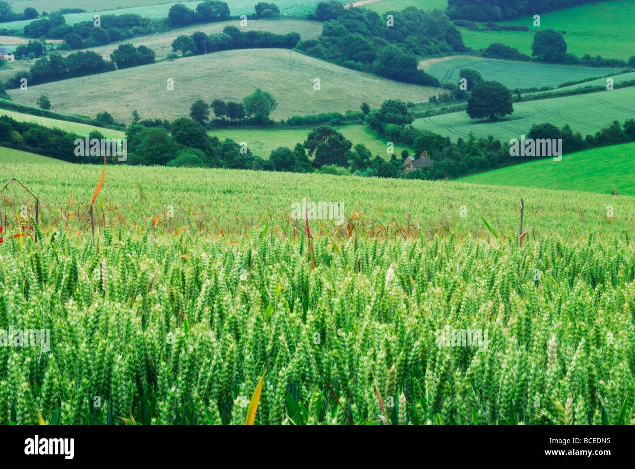Un ripe wheat fields rolling hi-res stock photography and images - Alamy