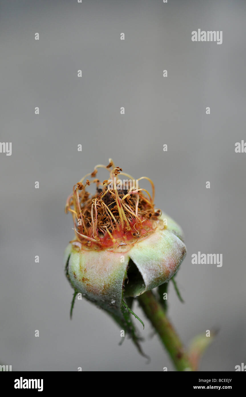 dead flower head closeup Stock Photo - Alamy