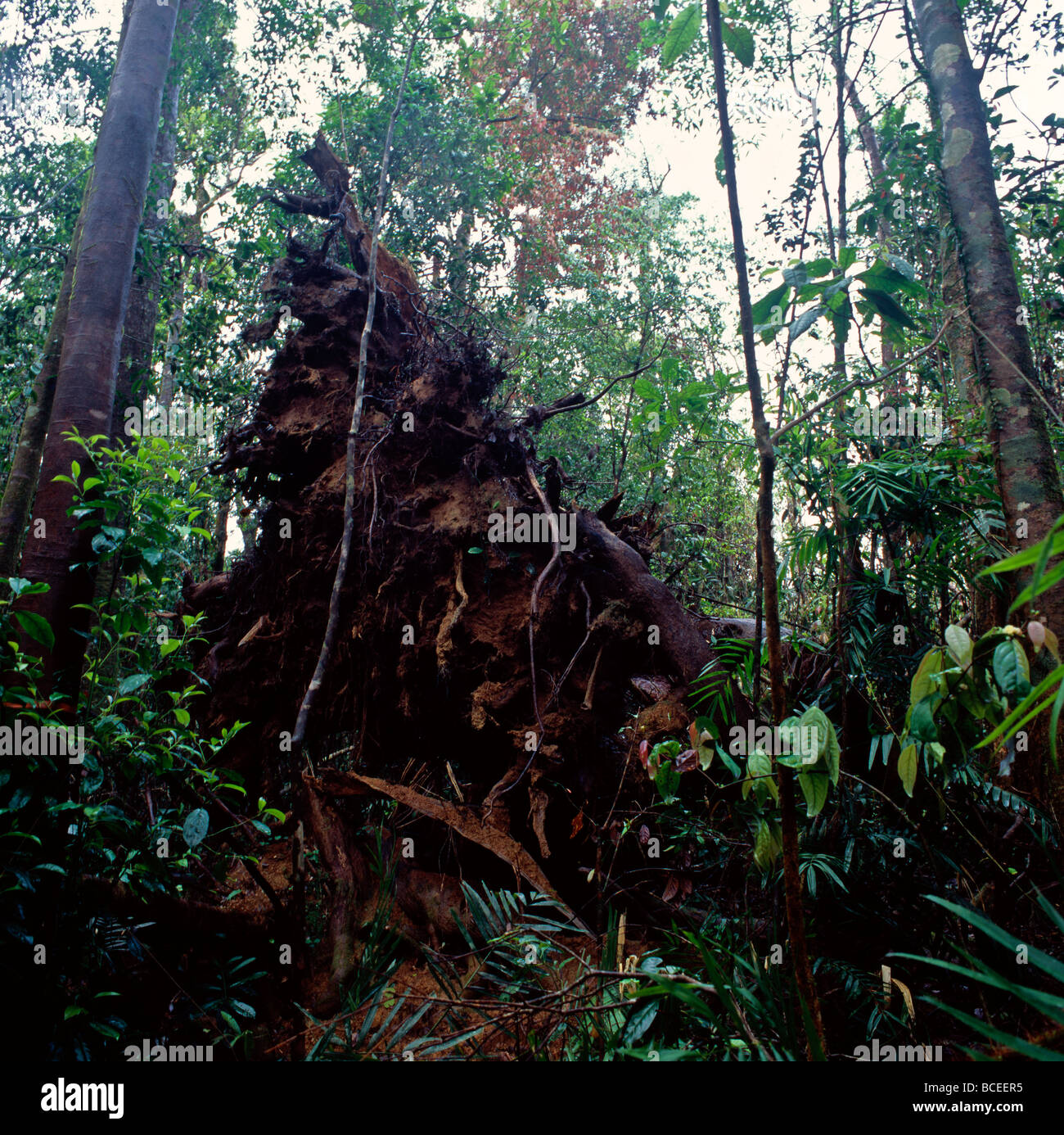 A massive rainforest Fig tree felled by Category 5 Cyclone Larry Stock ...