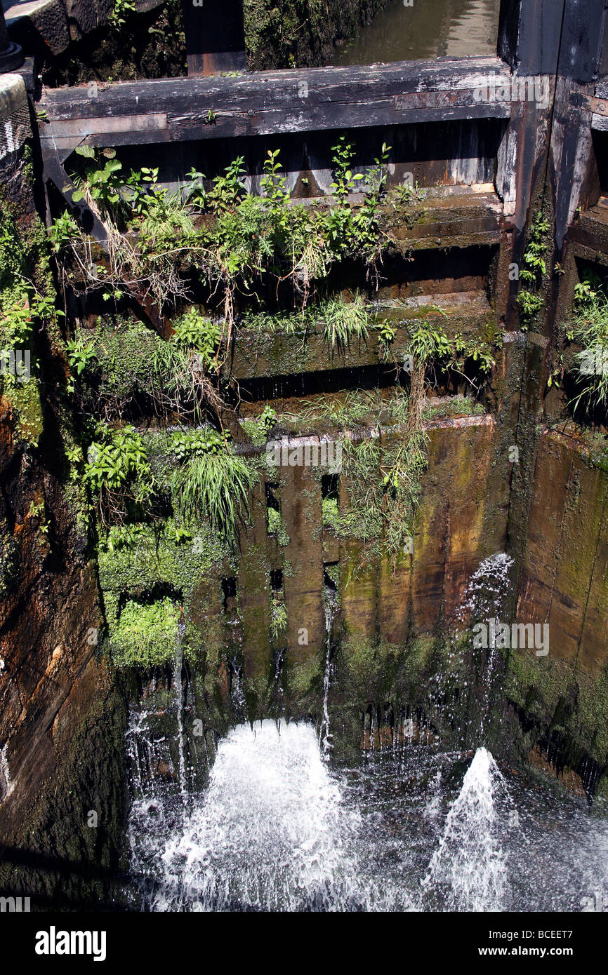 Ferns and moss hi-res stock photography and images - Alamy
