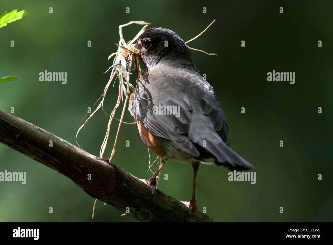 American robin nest hi-res stock photography and images - Alamy