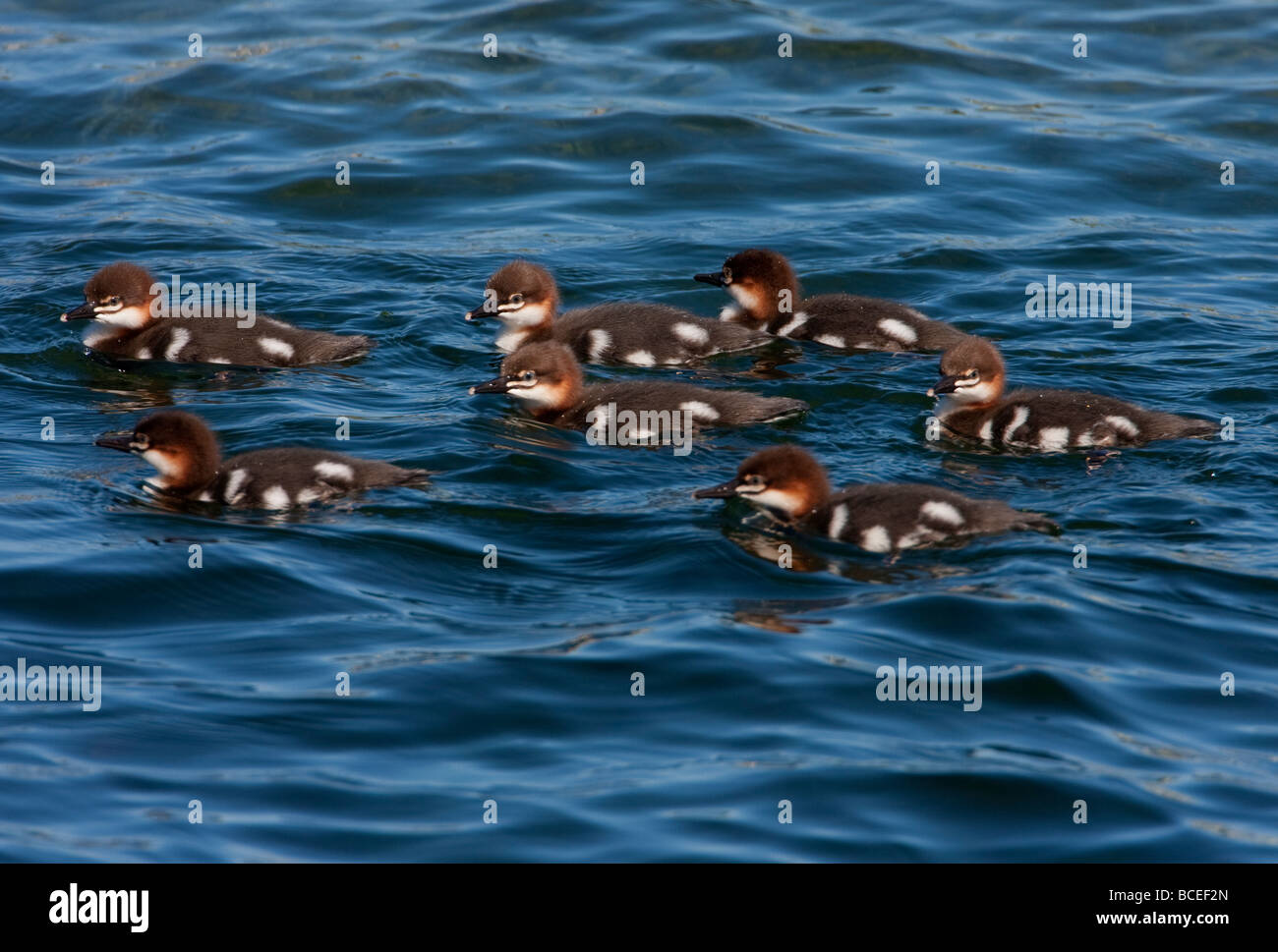 Mergus merganser chicks hi-res stock photography and images - Alamy
