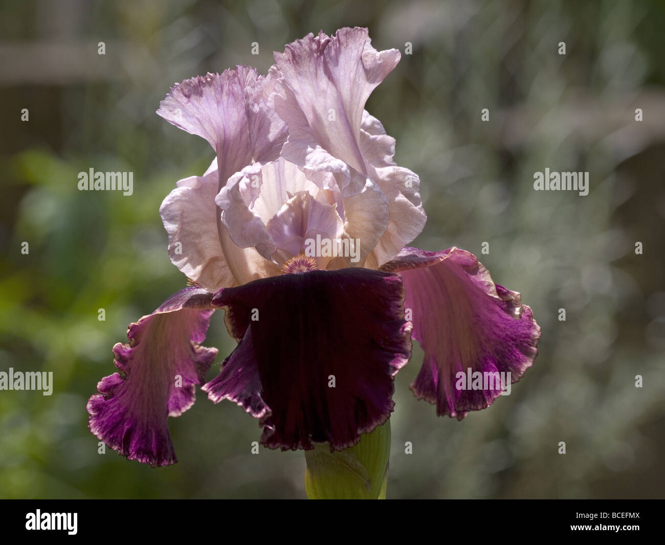 Iris lily hi-res stock photography and images - Alamy