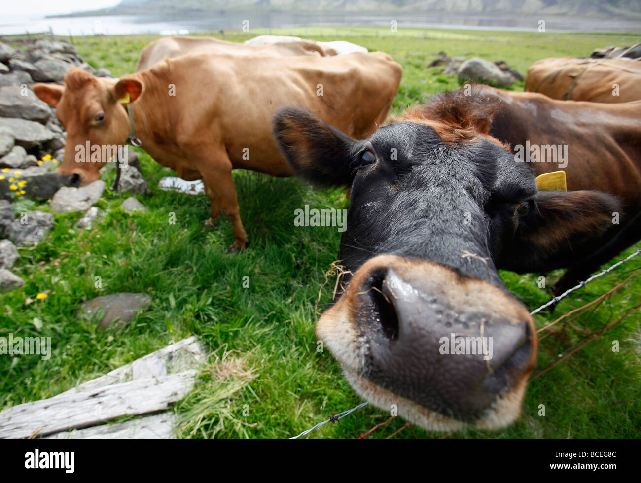 Cows, southeast Iceland Stock Photo - Alamy